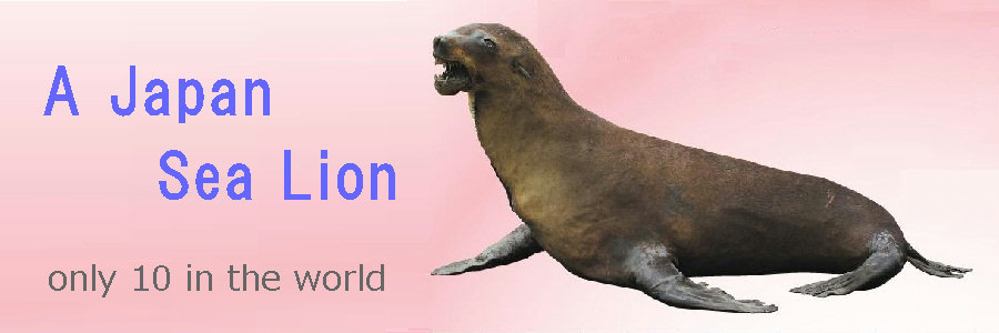why did the japanese sea lion go extinct Japanese sea lion