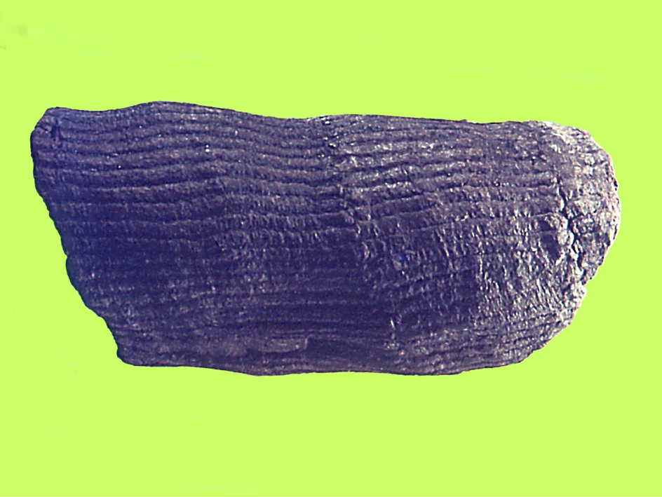 ロボク（蘆木 Calamites sp.） 石炭紀