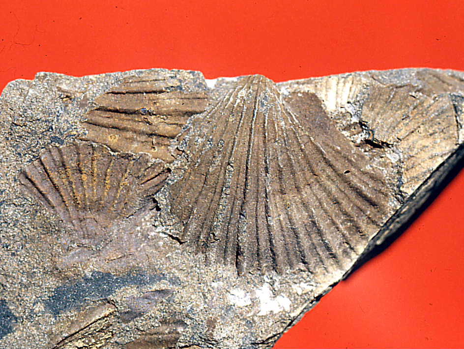 モノチス（ Monotis (Entomonotis) ochotica ） トリアス紀